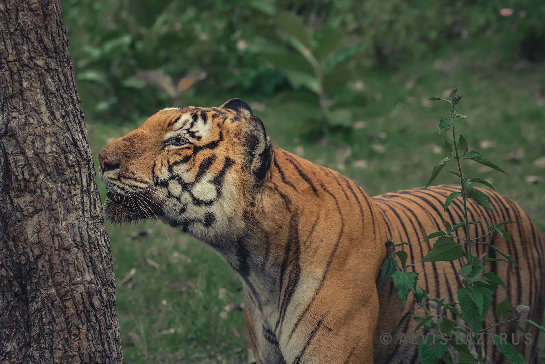 Tiger (Panthera Tigris) - Wild Photography